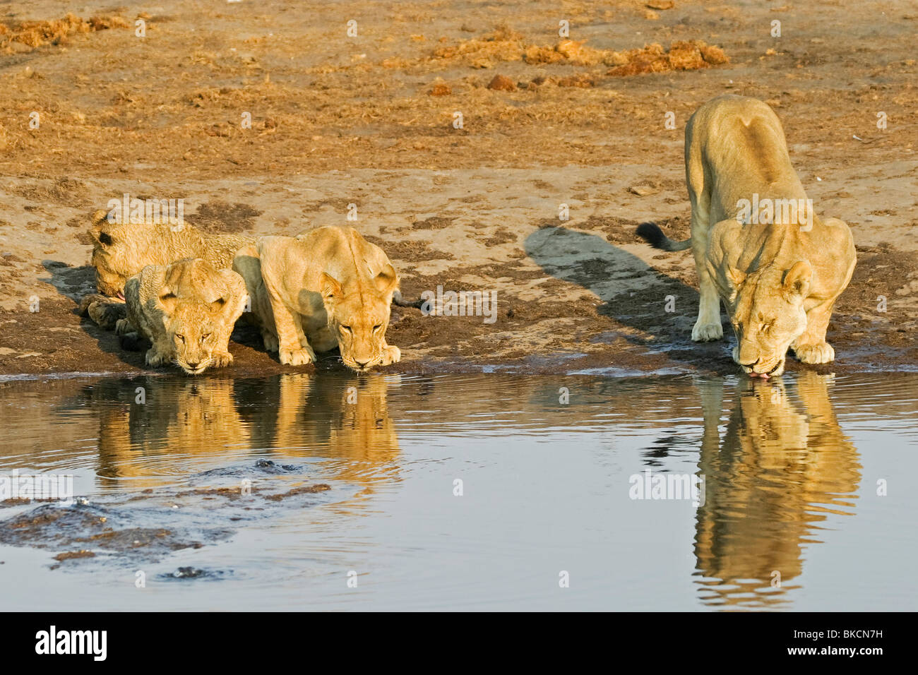 4 lionesses hi-res stock photography and images - Alamy