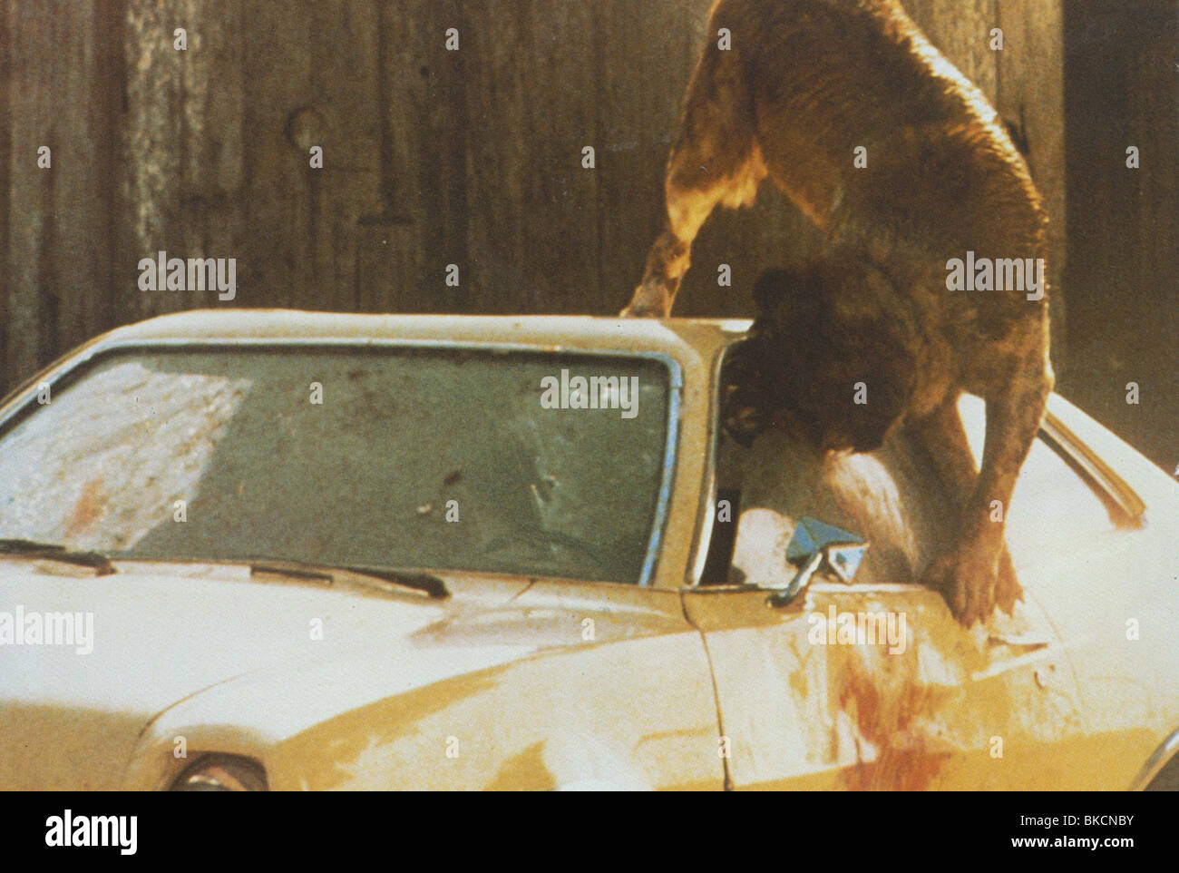 Cujo Film High Resolution Stock Photography and Images - Alamy