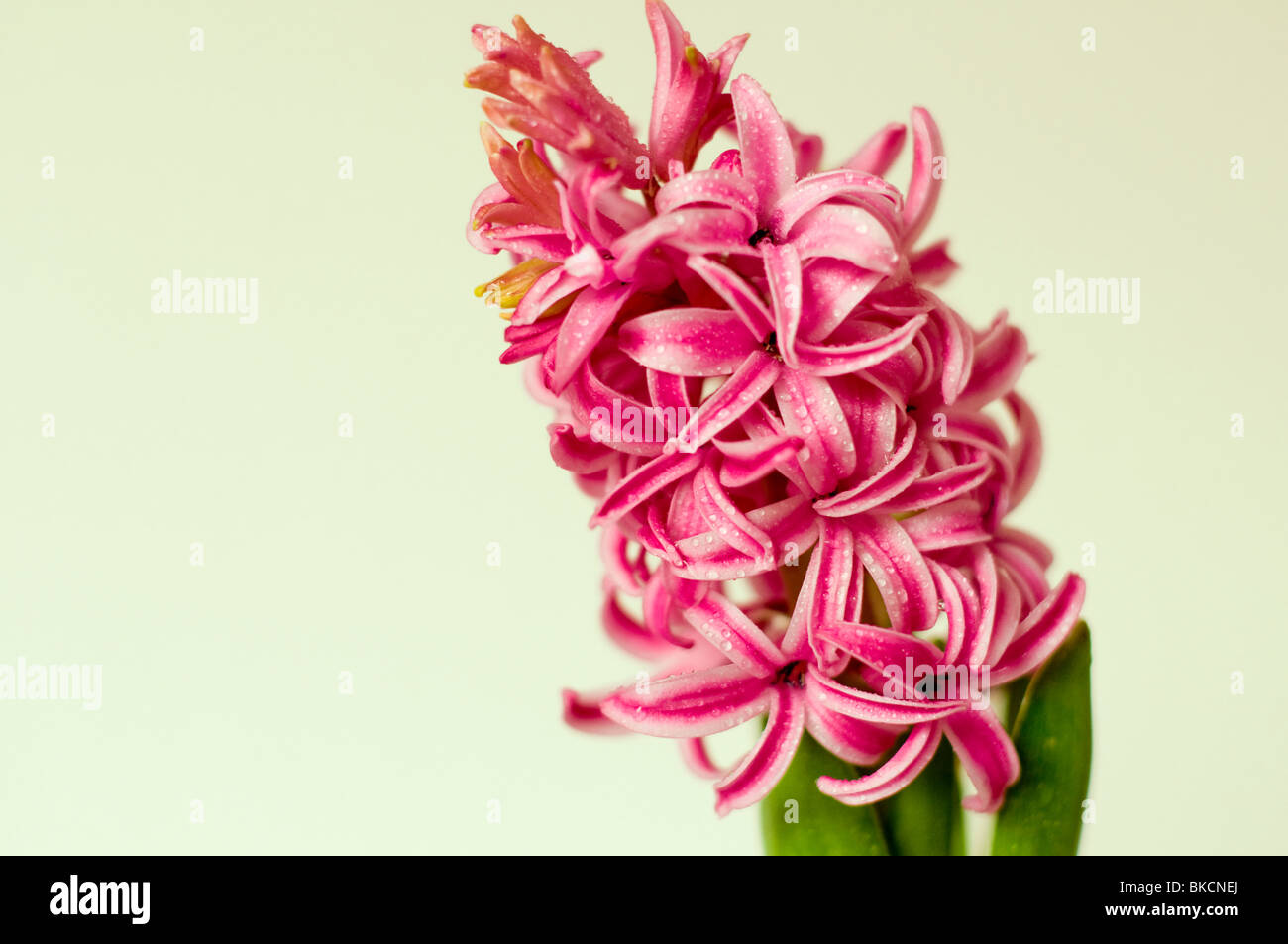 Photo present Cut Out Stock Images & Pictures - Alamy