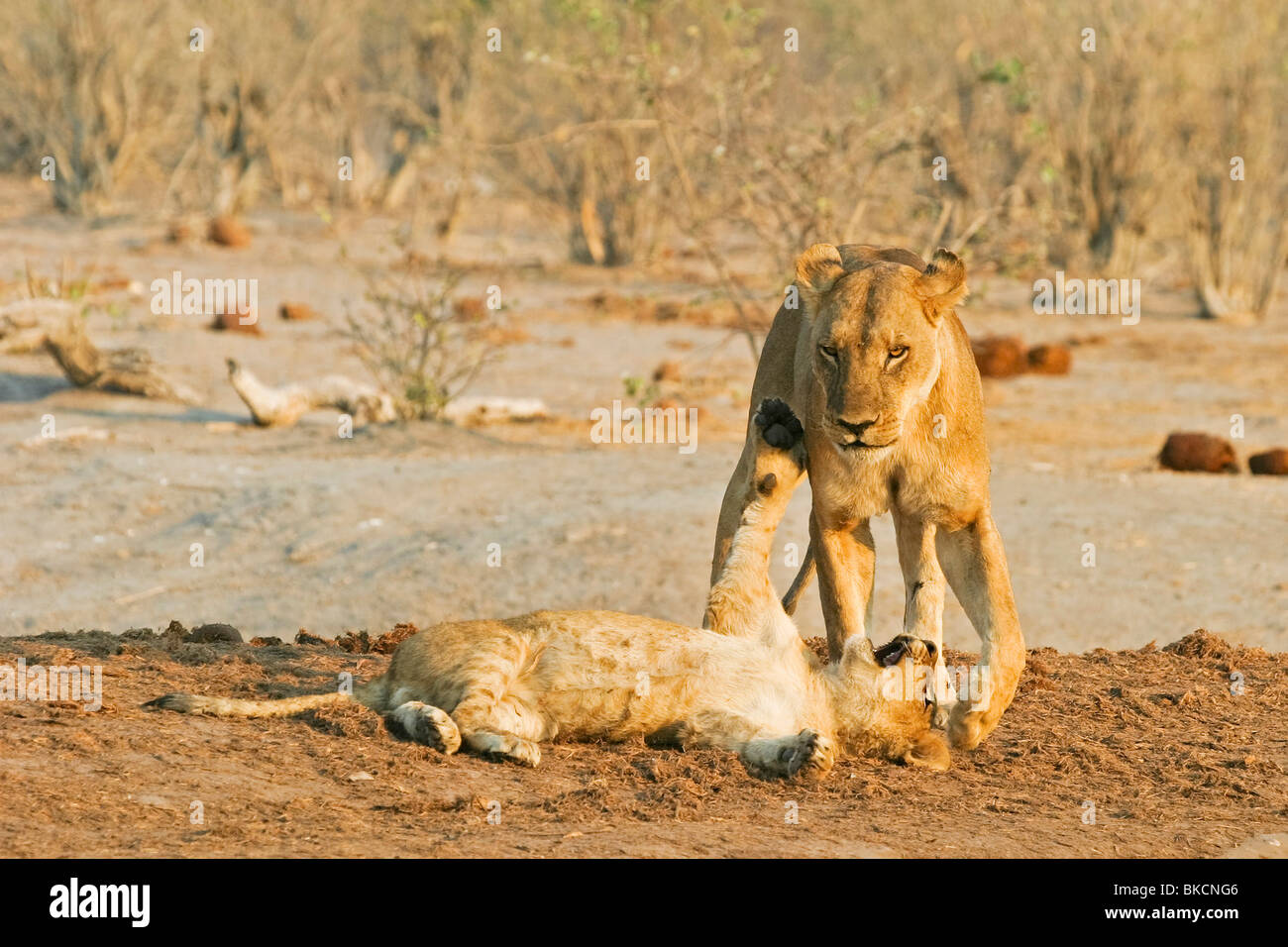 Two lionesses panthera leo playing hi-res stock photography and images ...