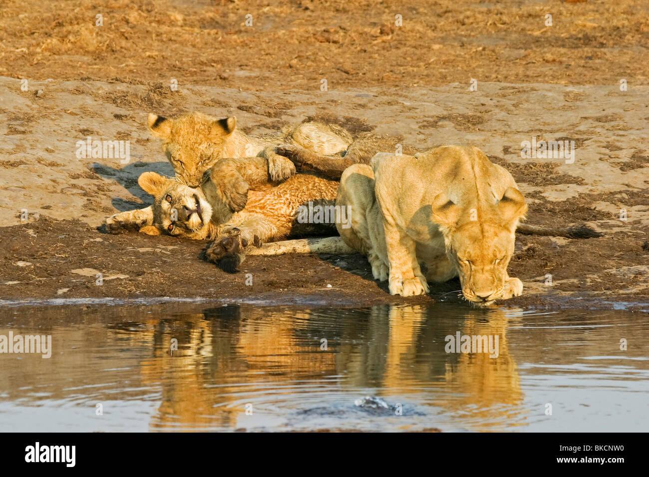 3 lionesses hi-res stock photography and images - Alamy
