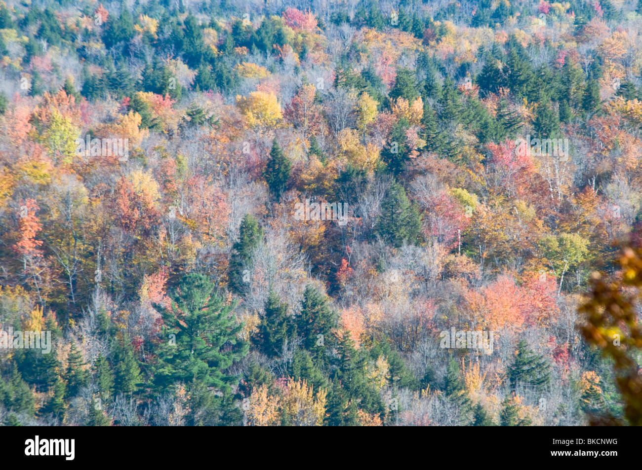 Fall Foliage, Autumn Fall,Colors,Colour,Colours,Bear Notch Road ...