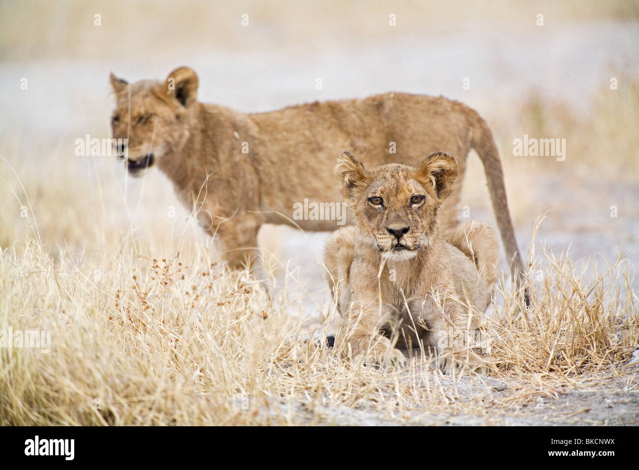 Lionesses with young hi-res stock photography and images - Alamy