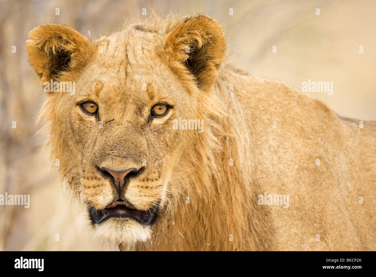 Lions eye view hi-res stock photography and images - Alamy