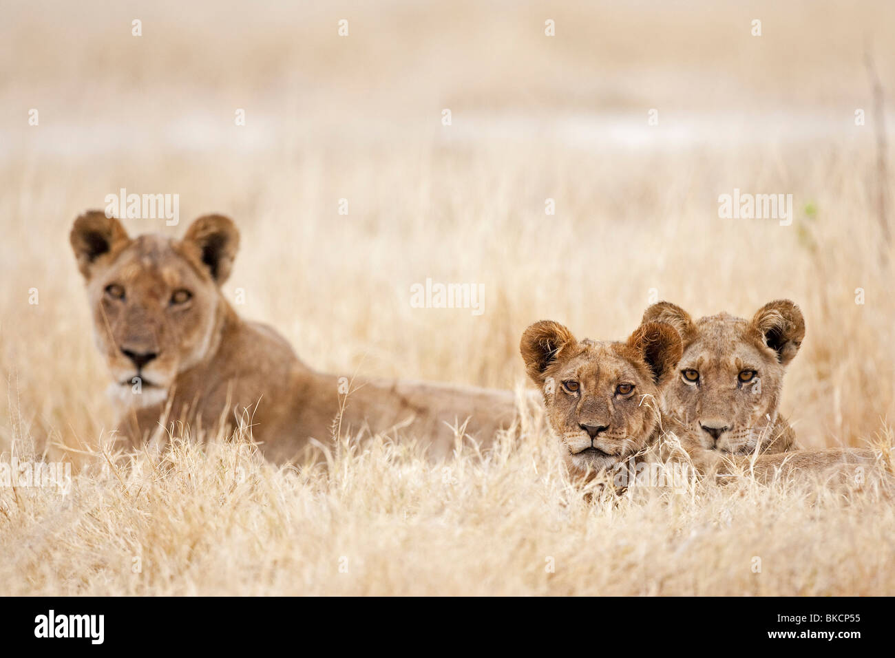 Three lionesses the lionesses hi-res stock photography and images - Alamy
