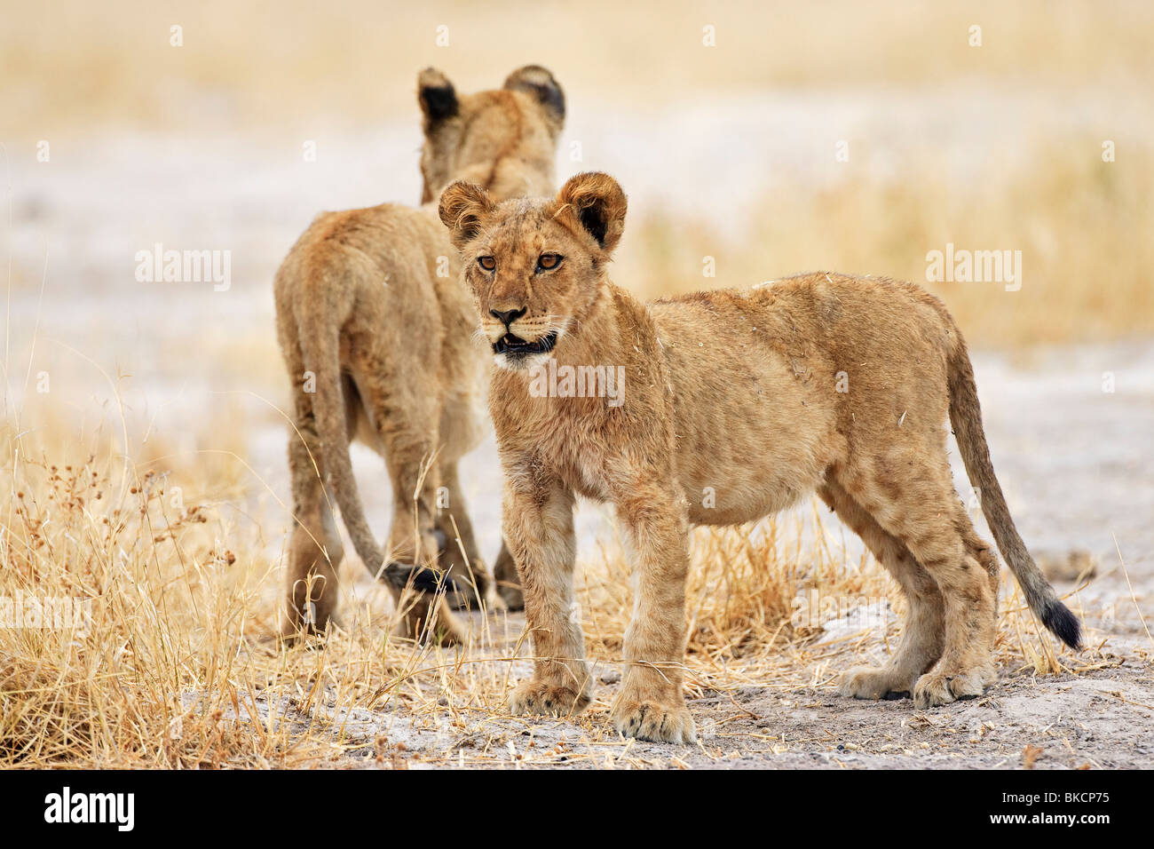 Lions stands hi-res stock photography and images - Alamy