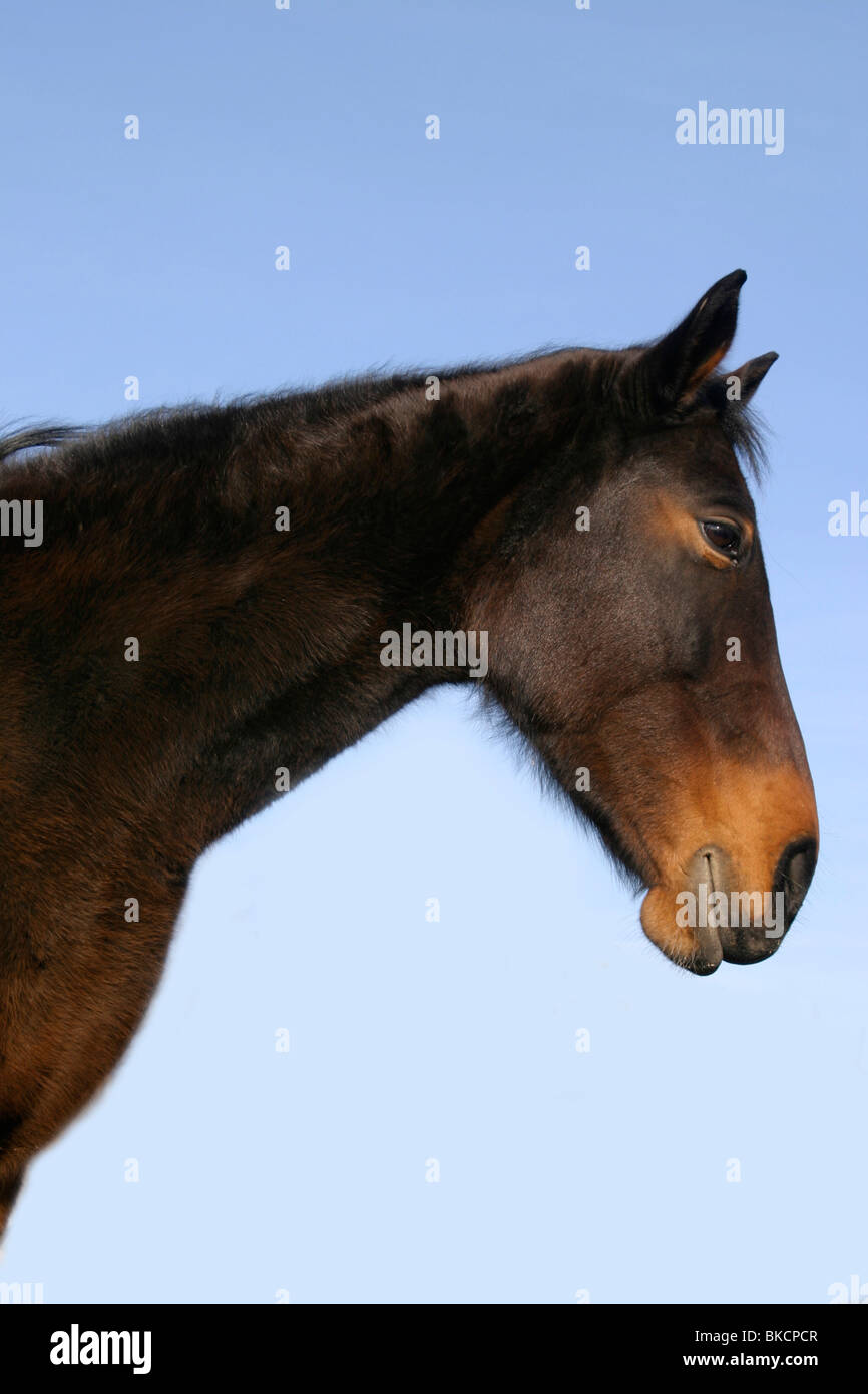 Nostril horse hi-res stock photography and images - Alamy