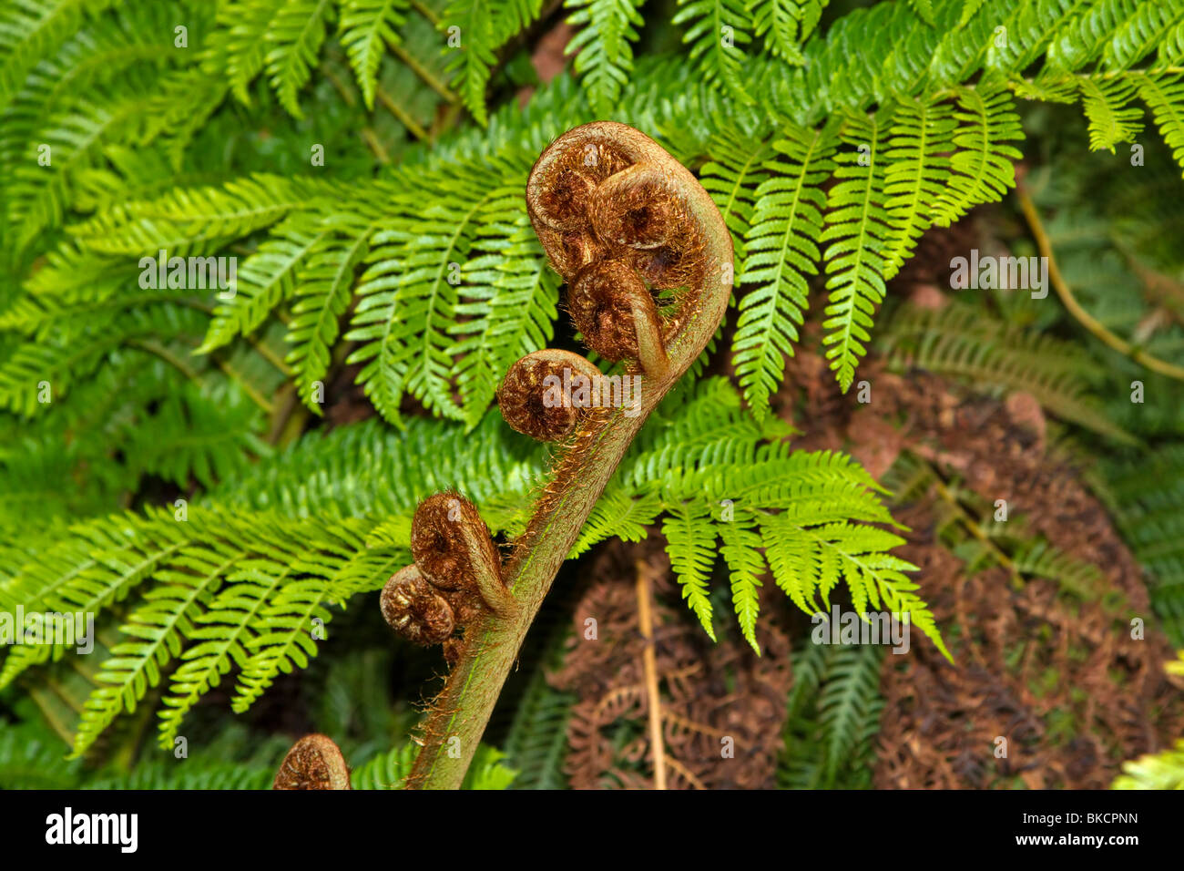 Unfolding tree fern frond, Perth, Western Australia Stock Photo - Alamy