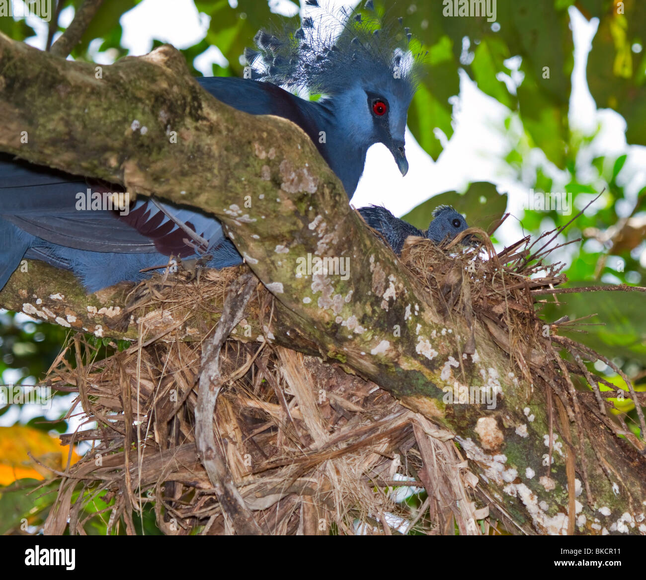 Victoria Crowned Pigeon, Goura Victoria, on nest with chick Stock Photo ...