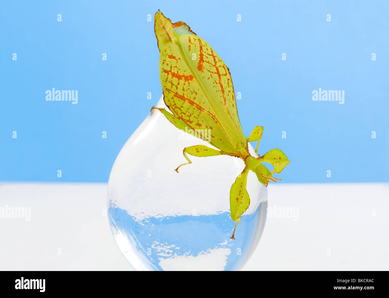 Phyllium Sp. philippines leaf insect eating eat leafinsect stick ...