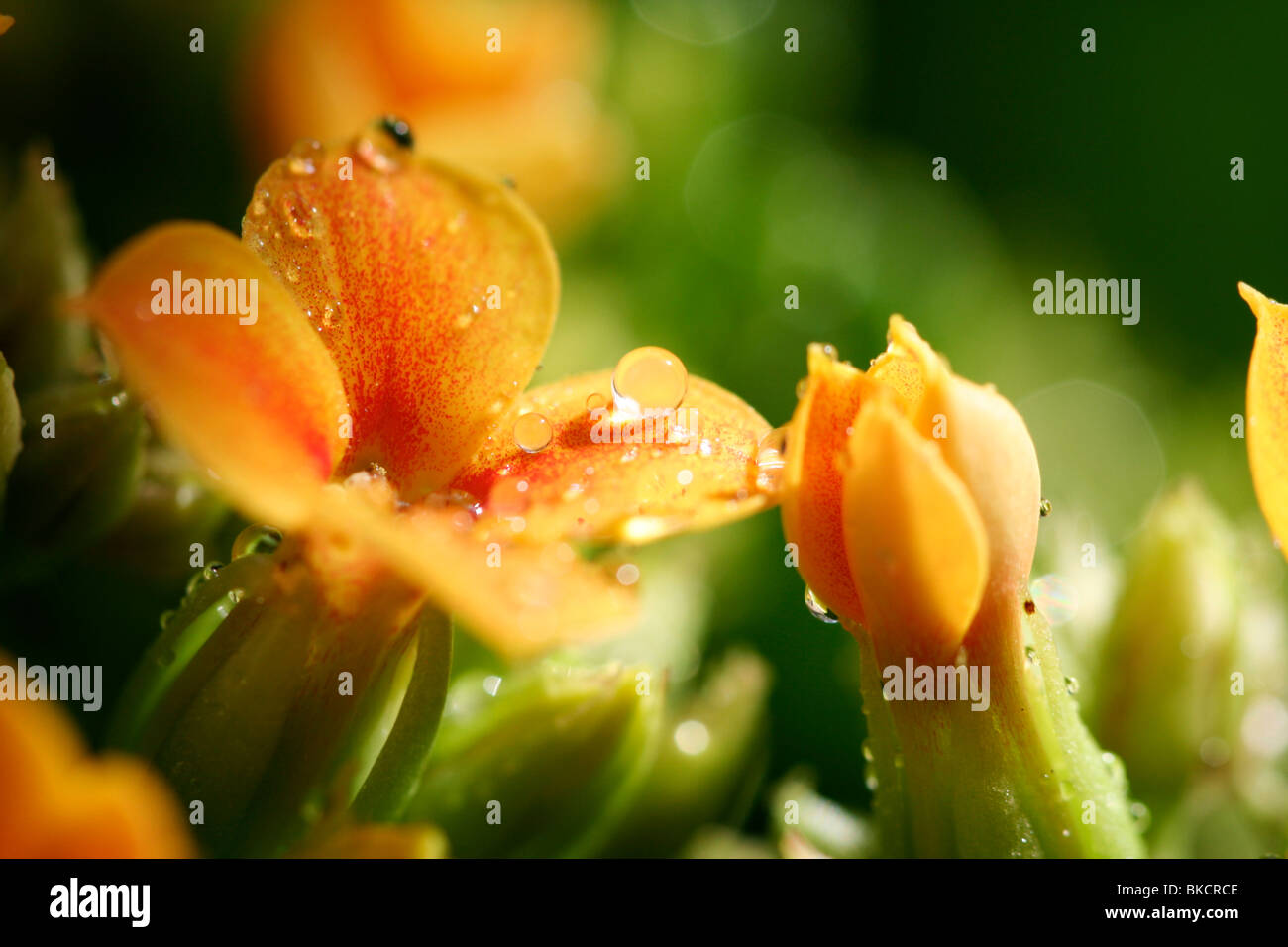 Vibrant bunch of wild flowers Stock Photo - Alamy