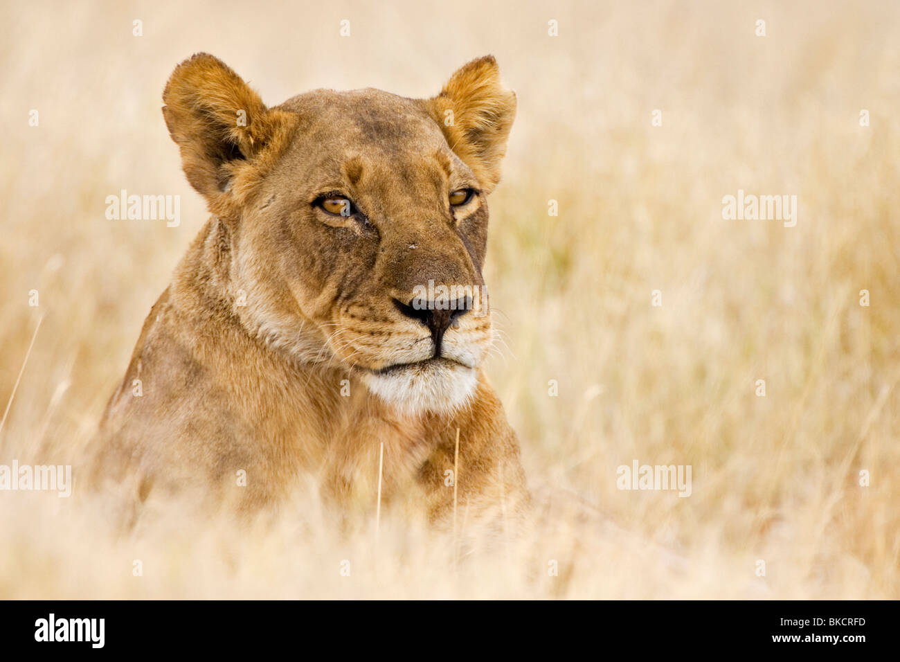 Lionesses head hi-res stock photography and images - Alamy