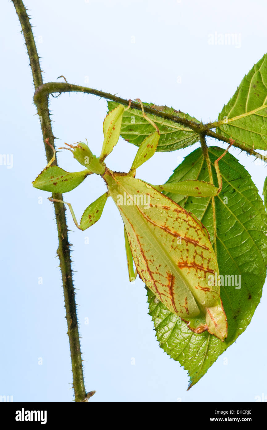 Phyllium Sp. philippines leaf insect eating eat leafinsect stick ...