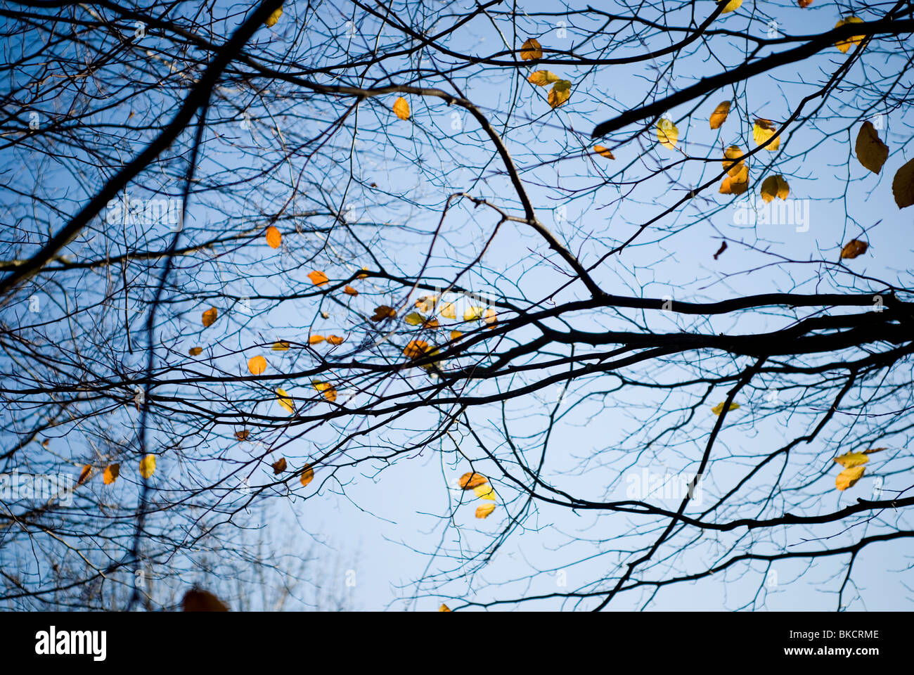 leafy tree branches Stock Photo - Alamy