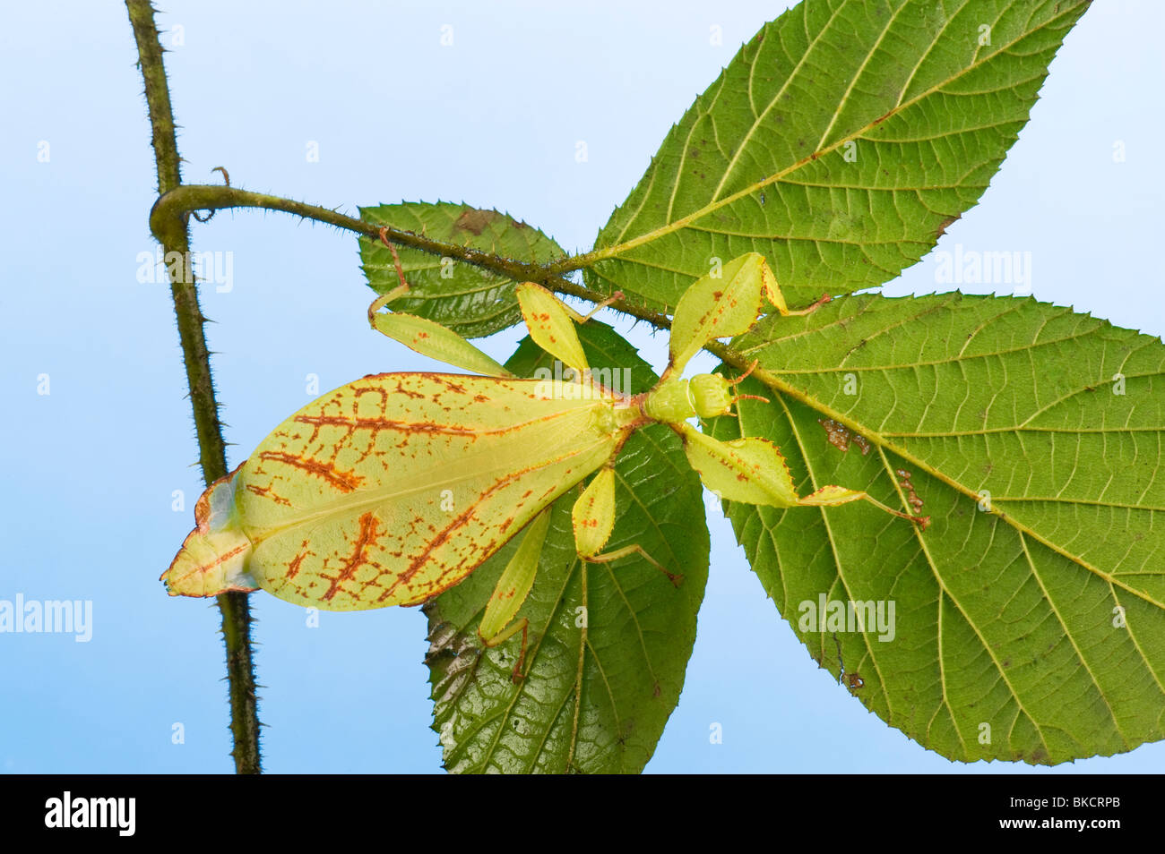 Phyllium Sp. philippines leaf insect eating eat leafinsect stick Stock ...
