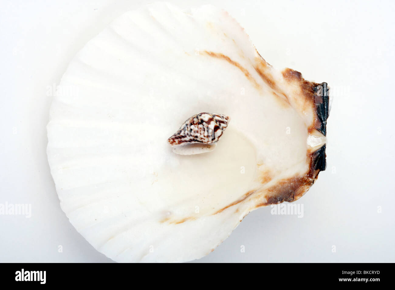 Shell like rock hi-res stock photography and images - Alamy
