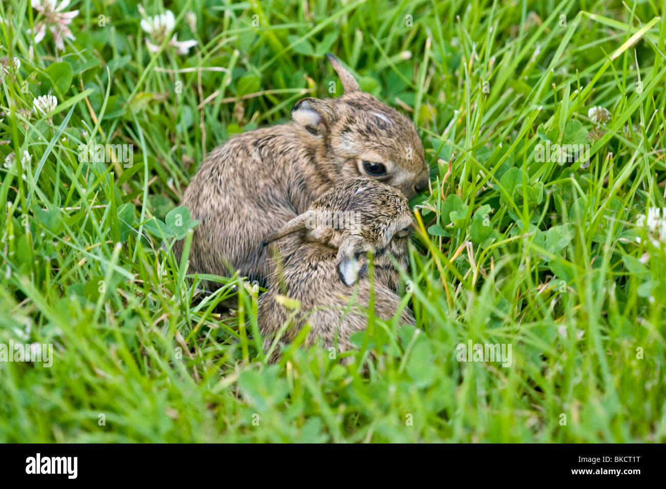 Hare Brown Lepus europaeus, leverets hiding in grass. UK, Summer Stock ...