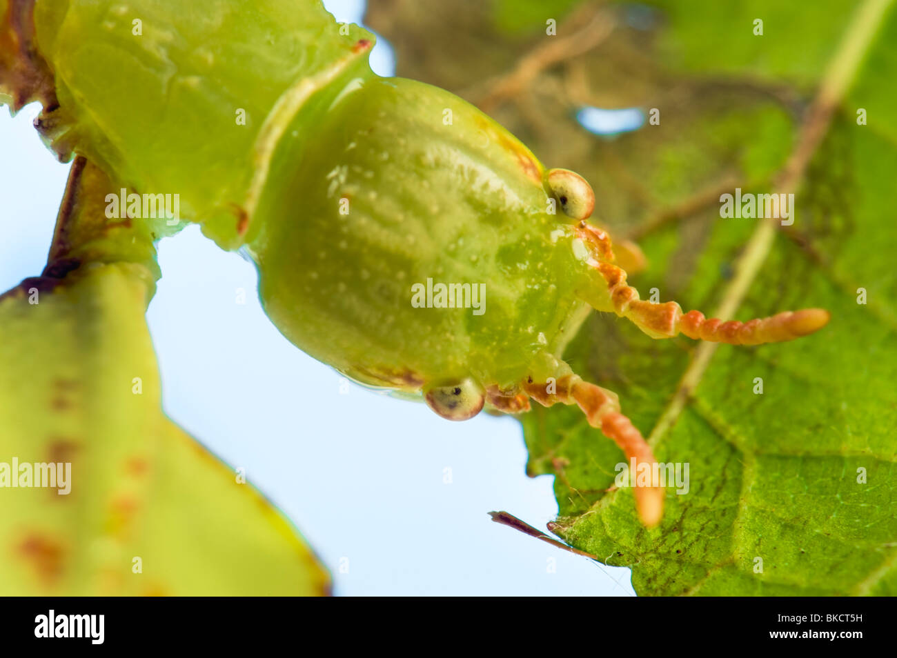Phyllium Sp. philippines leaf insect eating eat leafinsect stick ...