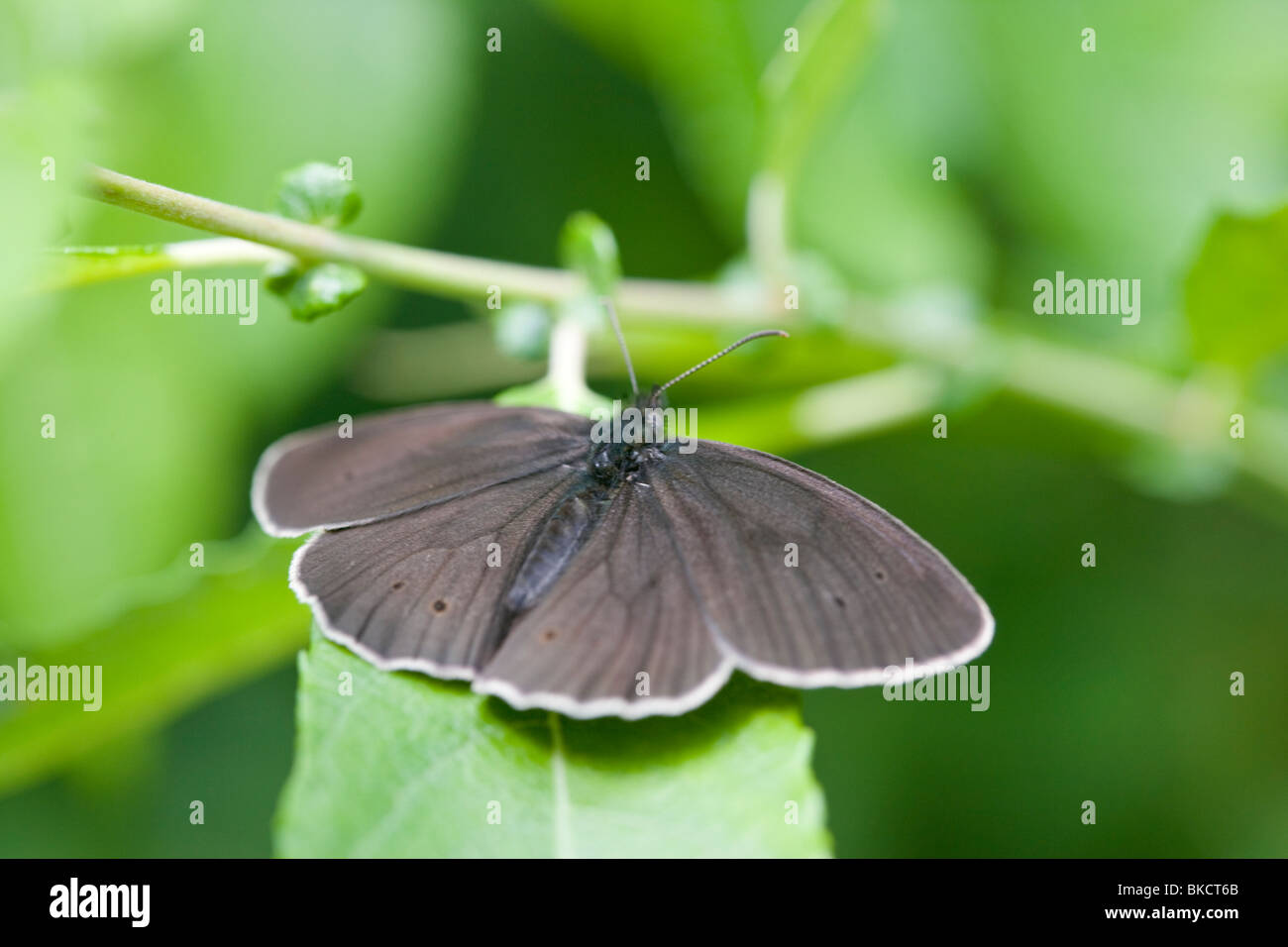Ringlet butterfly, Aphantopus hyperantus Stock Photo - Alamy