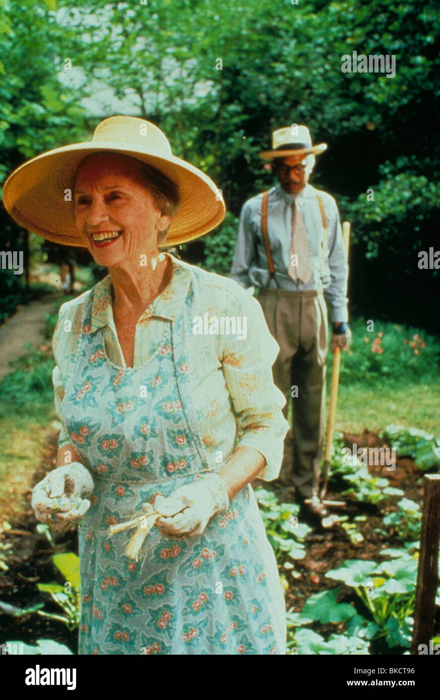 DRIVING MISS DAISY (1989) JESSICA TANDY, MORGAN FREEMAN DMD 082 L Stock ...