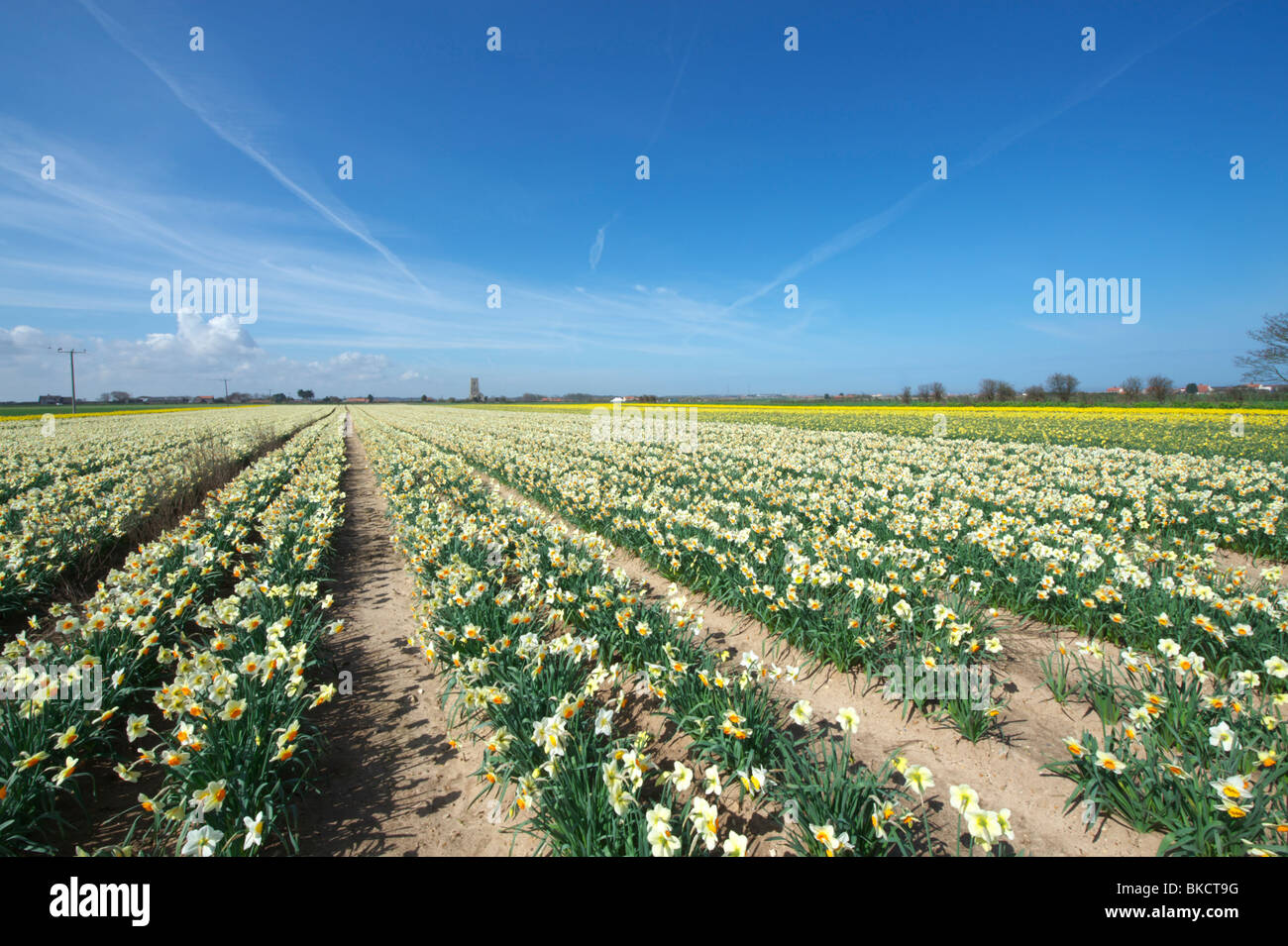 Strips field hi-res stock photography and images - Alamy