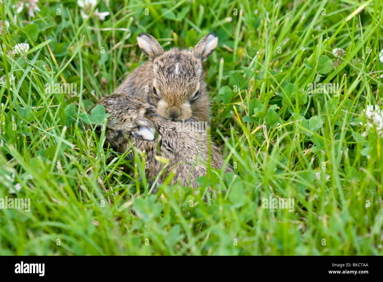 Leverets hi-res stock photography and images - Alamy