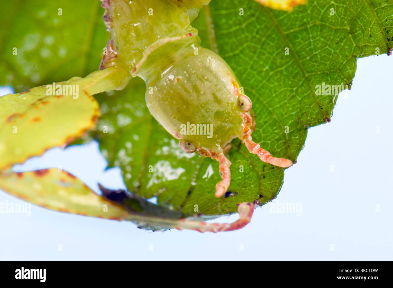 Philippines outline hi-res stock photography and images - Alamy