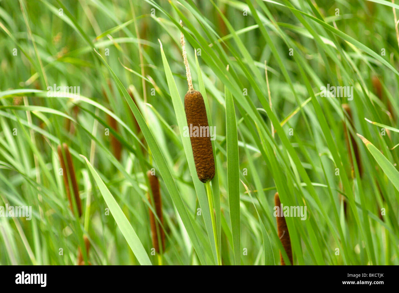lesser bulrush (Typha angustifolia Stock Photo - Alamy