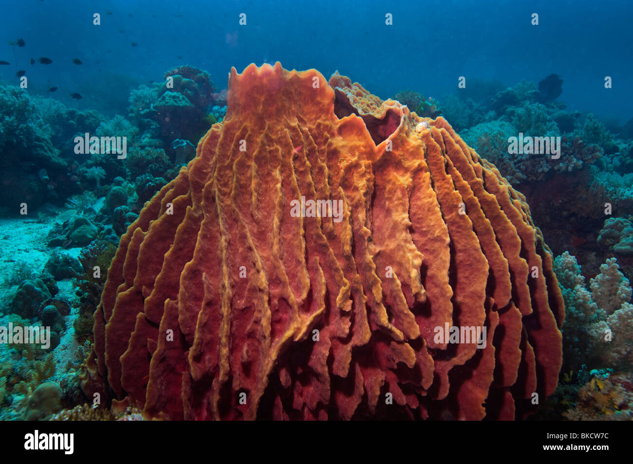 barrel Sponge Xestospongia testudinaria Great vase sponge volcano ...