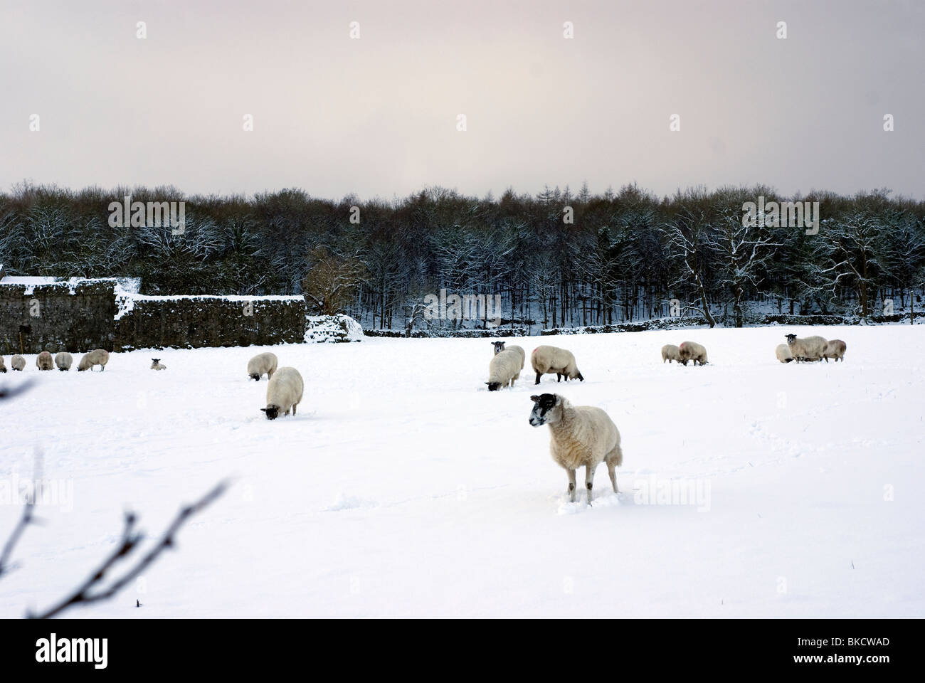 sheep in the snow Stock Photo - Alamy