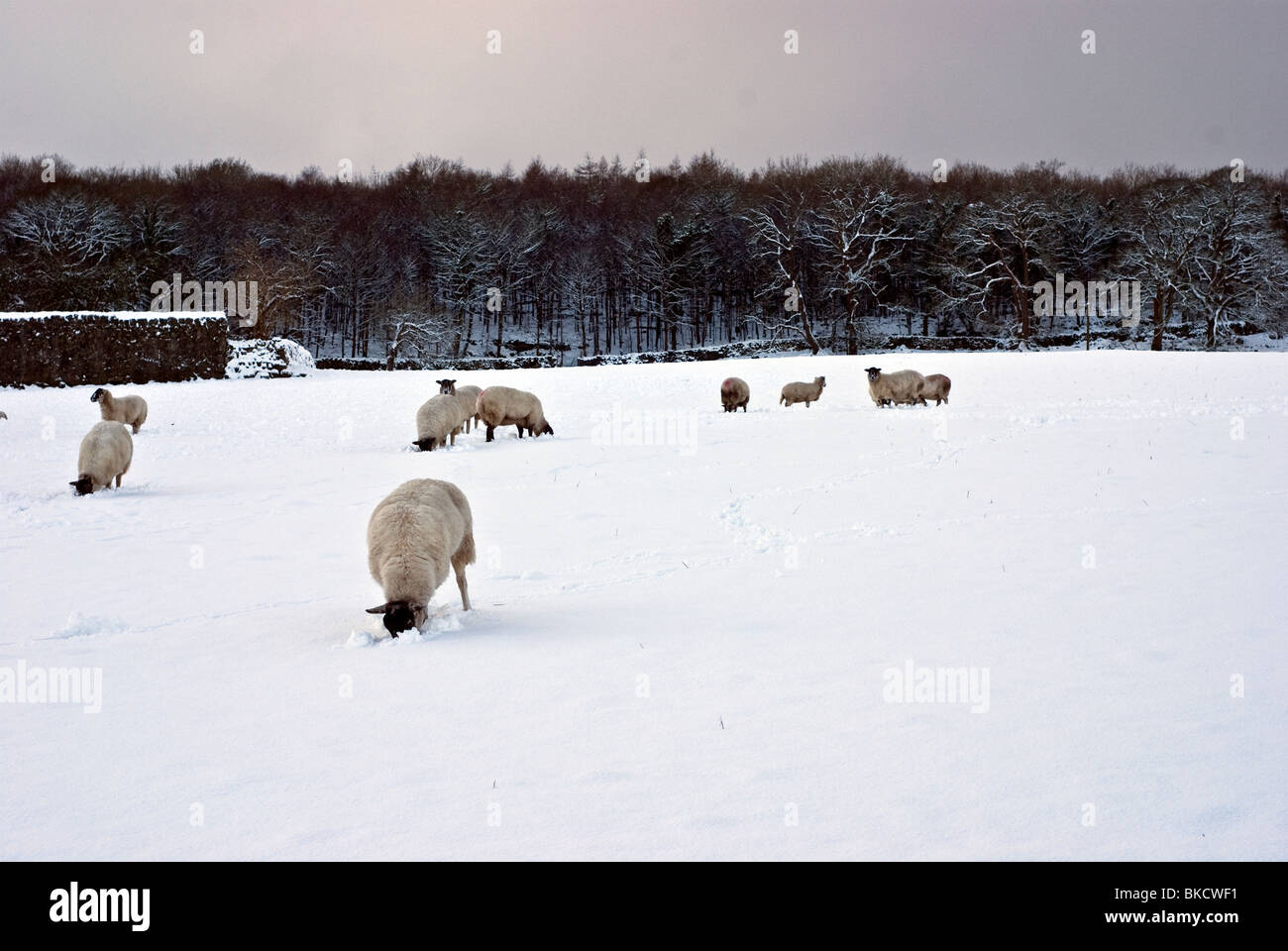 sheep in the snow Stock Photo - Alamy