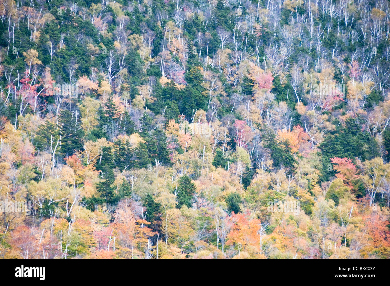 Fall Foliage, Autumn Fall,Colors,Colour,Colours,Bear Notch Road ...
