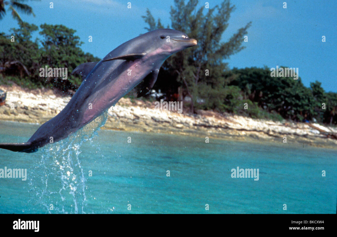 Flipper film hi-res stock photography and images - Alamy