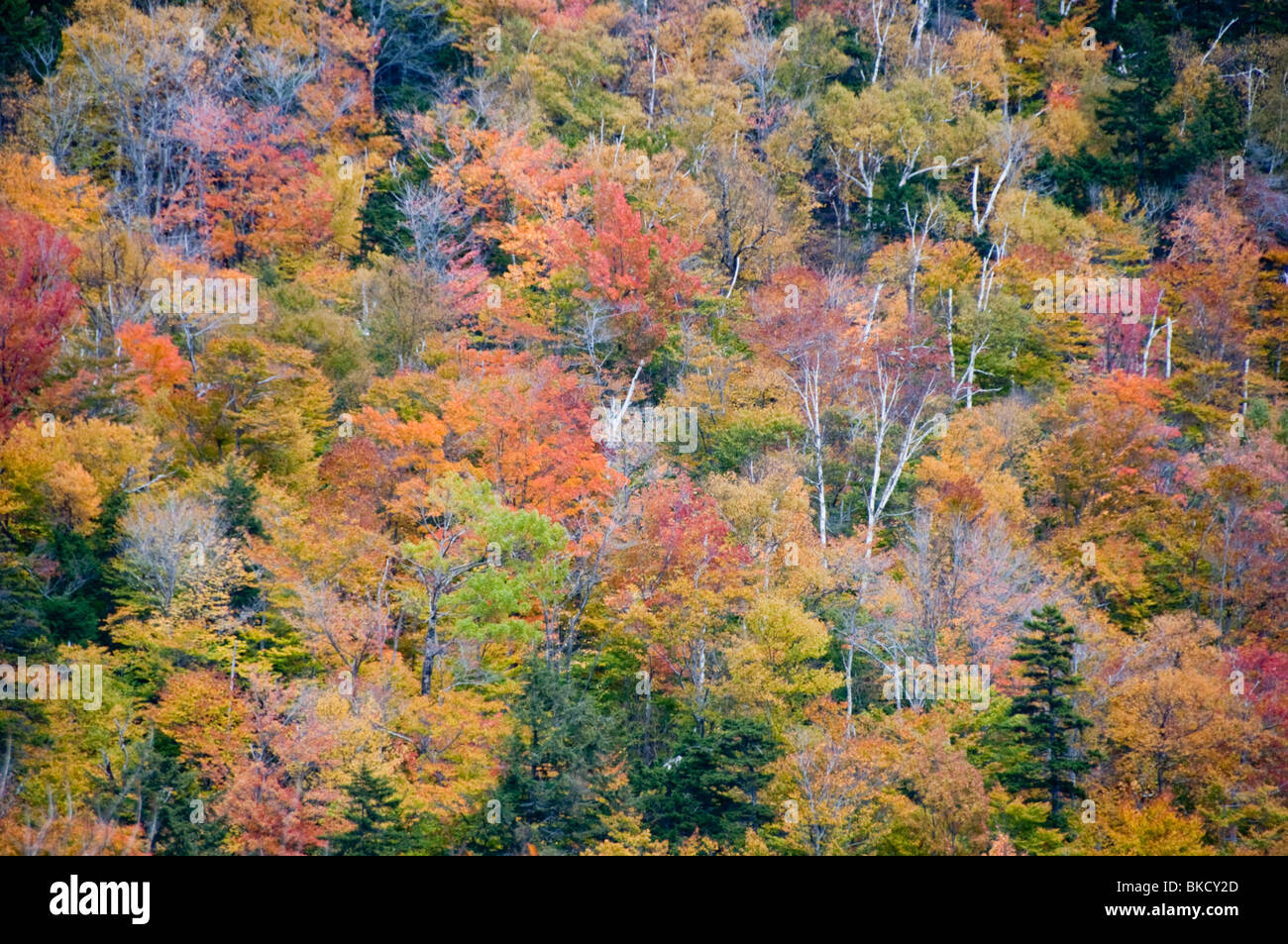 Bear notch road hi-res stock photography and images - Alamy