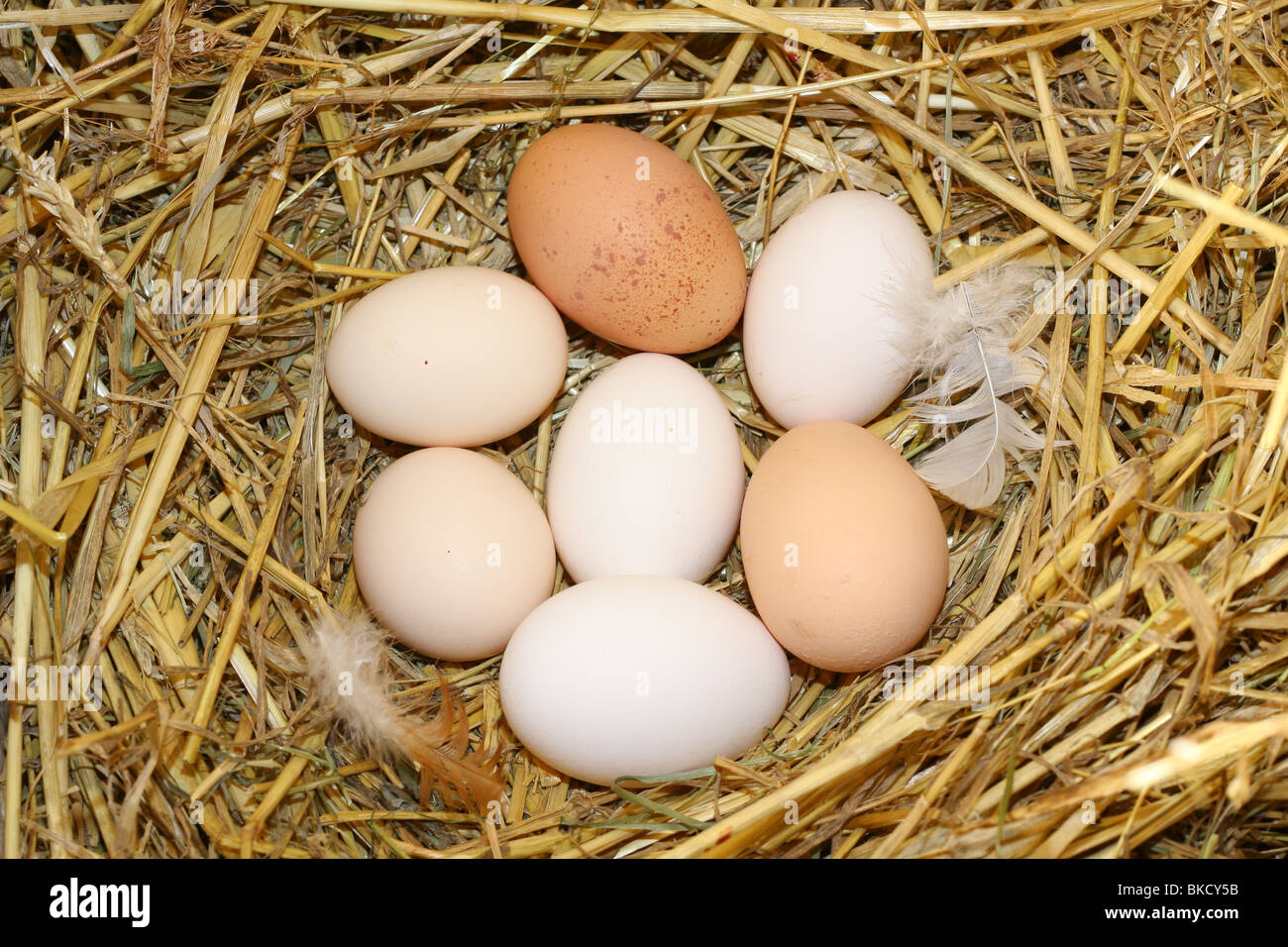 Hen egg nest hi-res stock photography and images - Alamy
