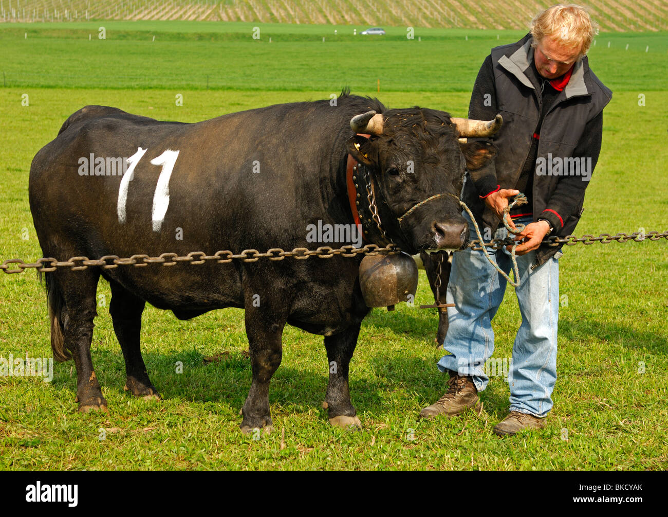 Man fighting with animals hi-res stock photography and images - Alamy