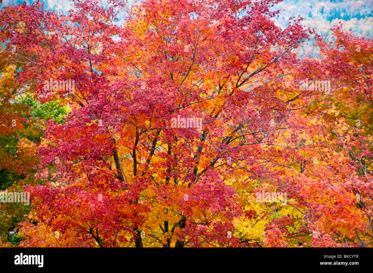 Fall Foliage, Autumn Fall,Colors,Colour,Colours,Bear Notch Road ...