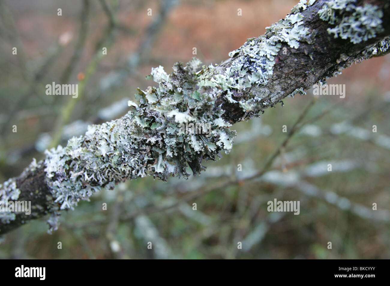 Lichen on a branch Stock Photo - Alamy