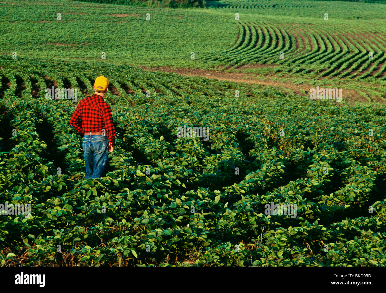 Farmer In Planted Field, Iowa Stock Photo - Alamy