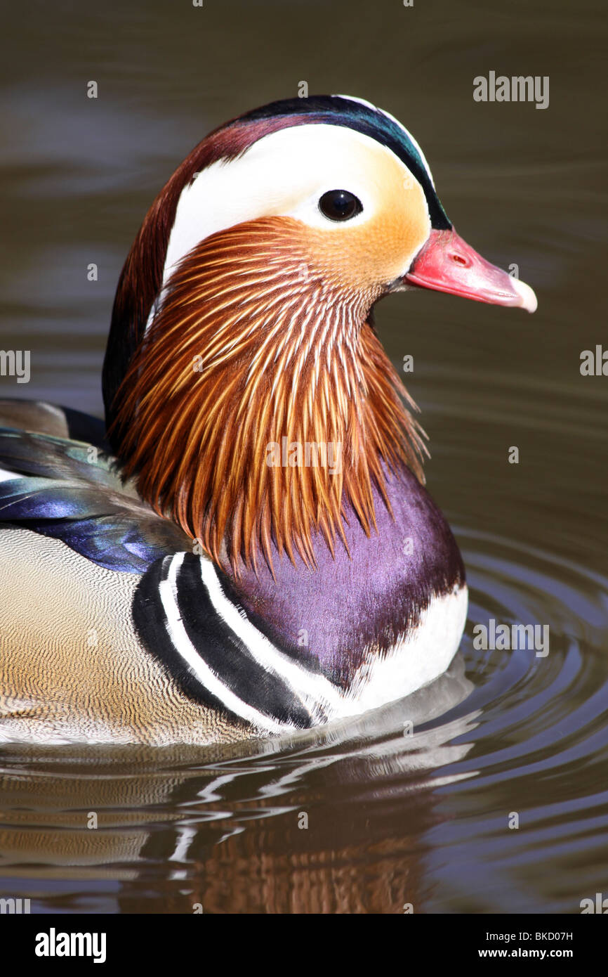 Close-up Of Male Mandarin Duck Aix galericulata Head Taken At Martin ...