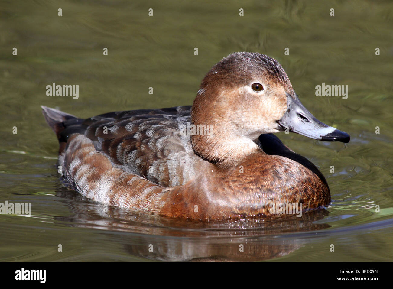 Female Common Pochard Aythya ferina Swimming At Martin Mere WWT ...