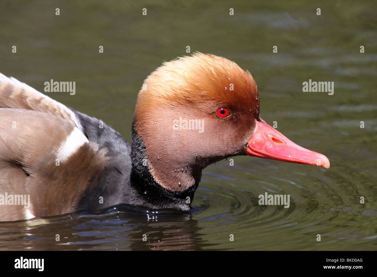 Red Beak Duck High Resolution Stock Photography and Images - Alamy