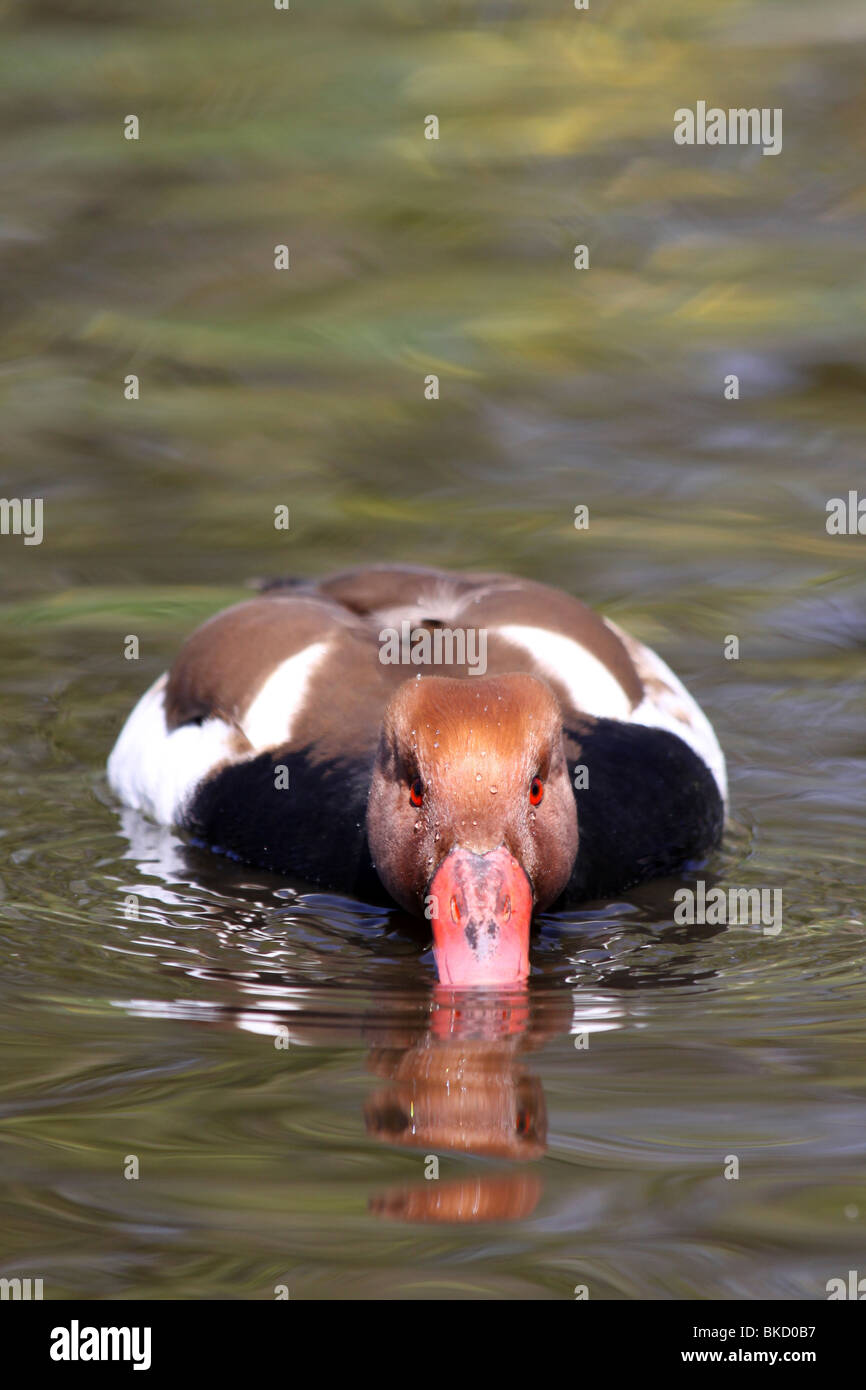 Male Red-crested Pochard Netta rufina Floating On Water at Martin Mere ...