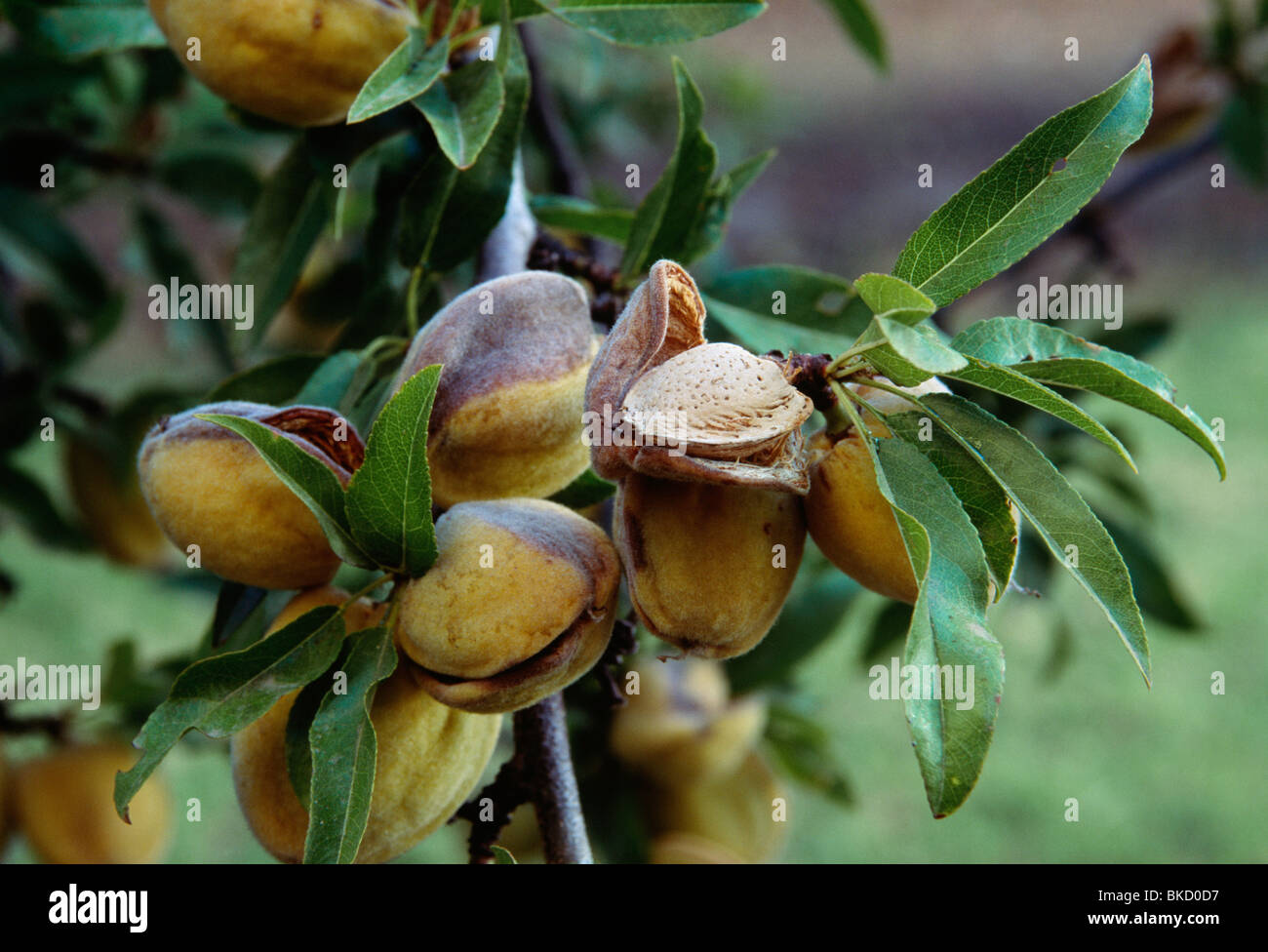 Orchard valley almonds hi-res stock photography and images - Alamy