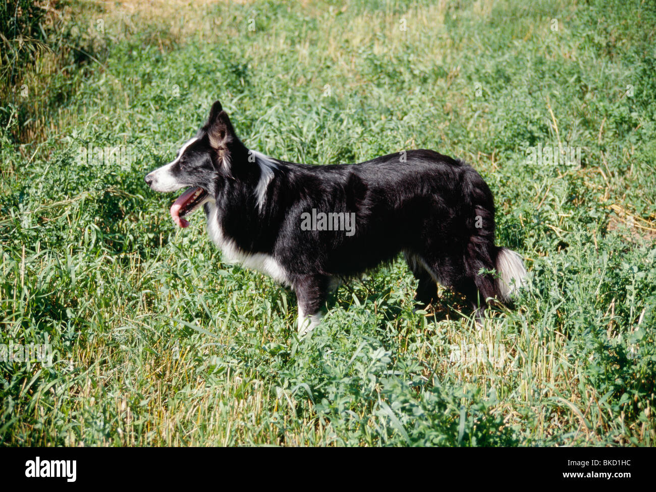 Side profile of k9 hi-res stock photography and images - Alamy