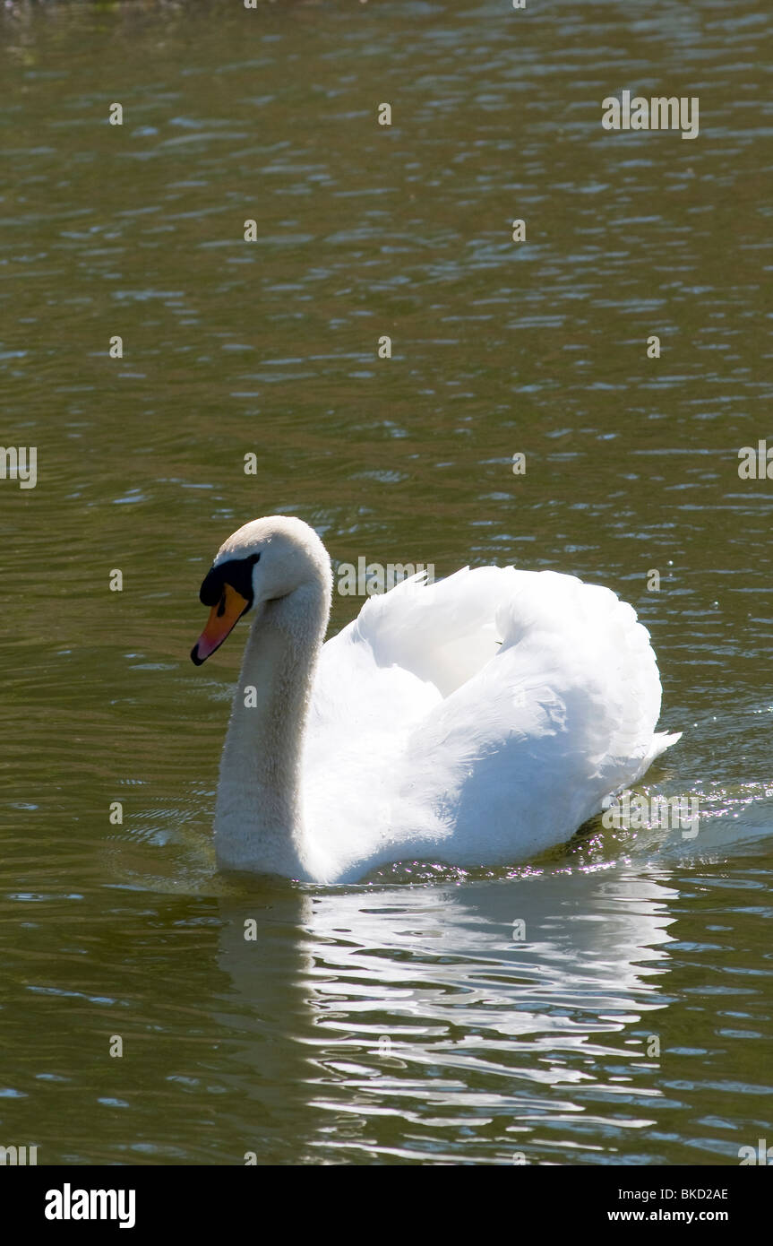 Slow swan hi-res stock photography and images - Alamy