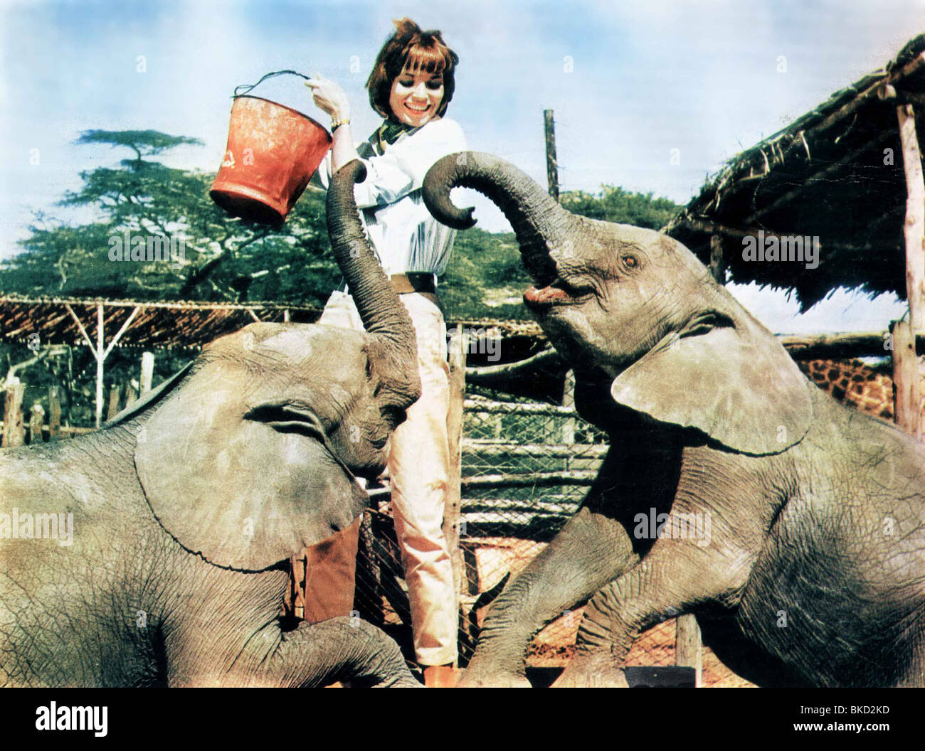 HATARI -1962 ELSA MARTINELLI Stock Photo - Alamy