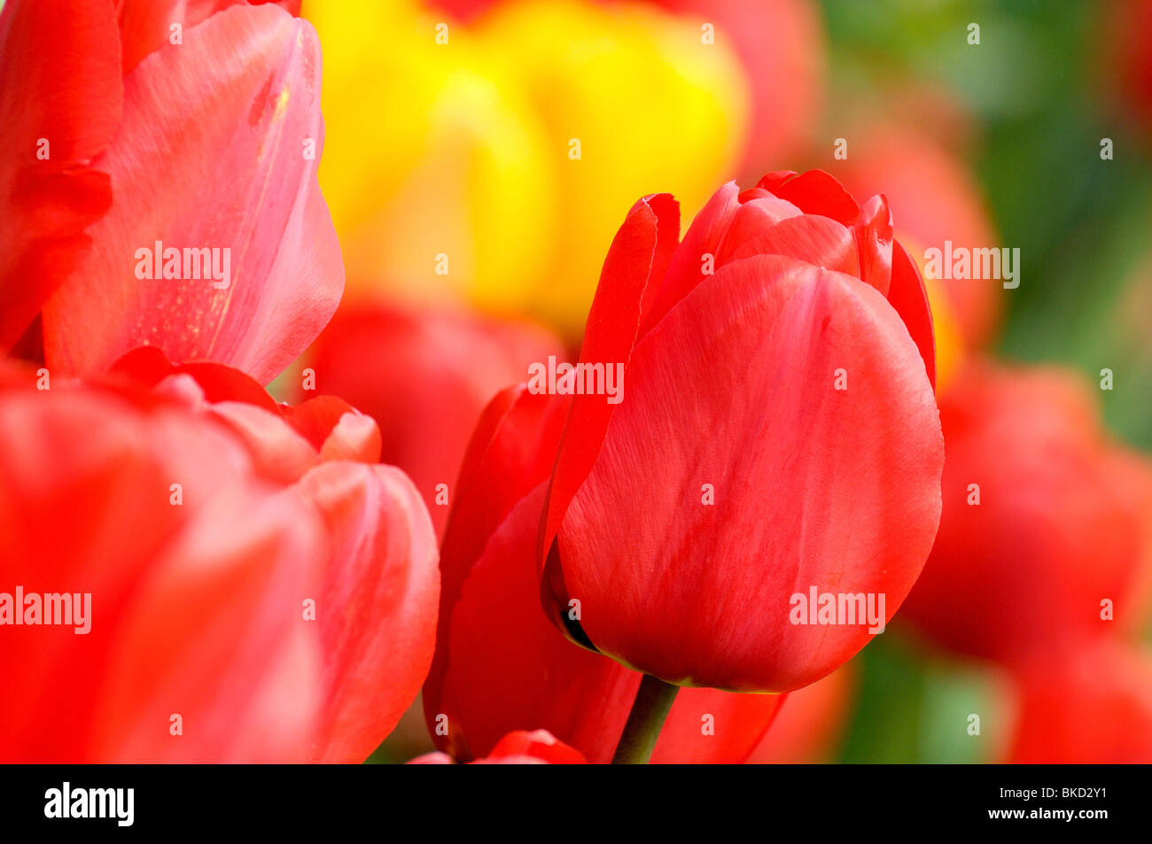 Red and yellow tulips flowers in close-up Stock Photo - Alamy