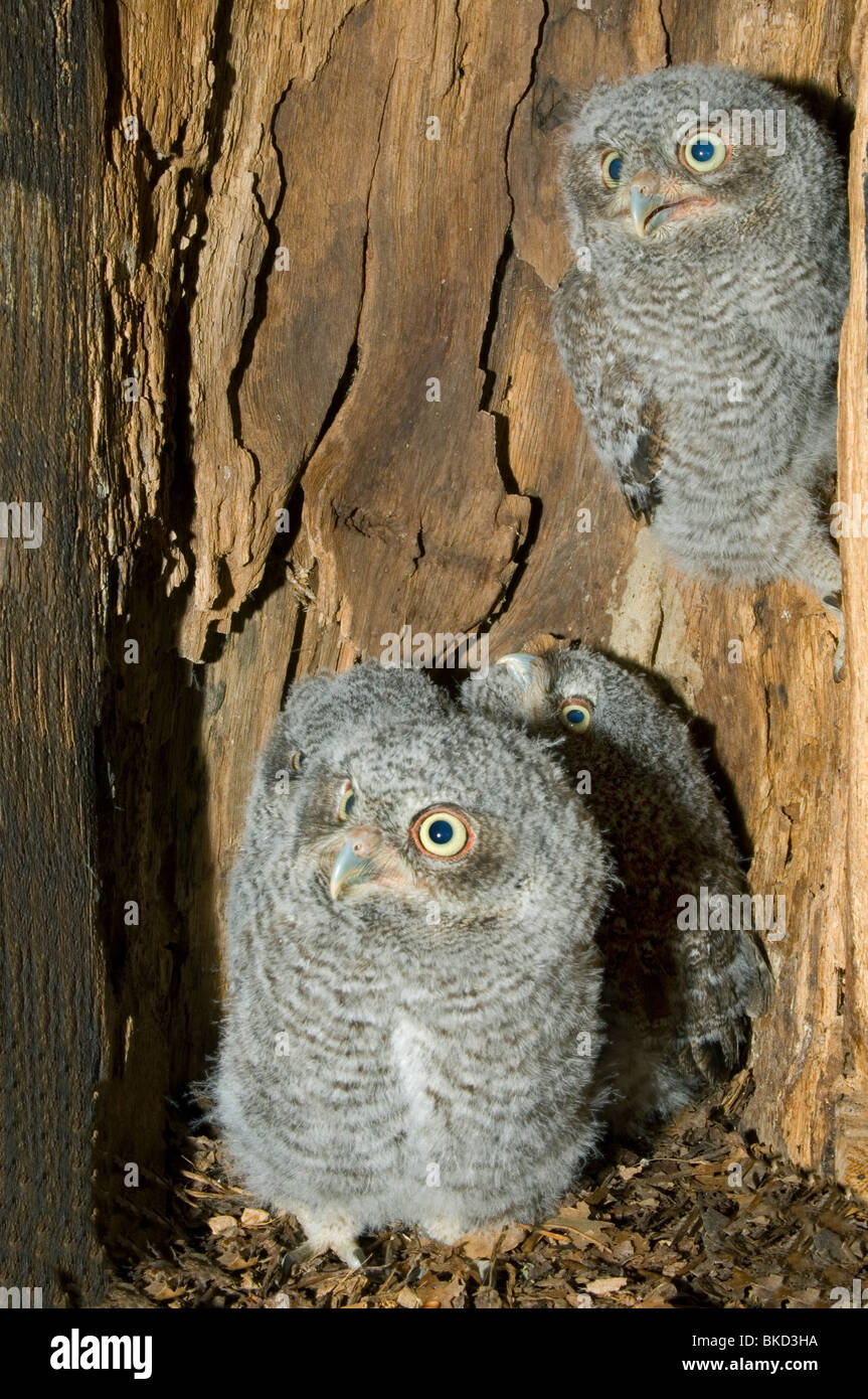 Screech owl nest hi-res stock photography and images - Alamy