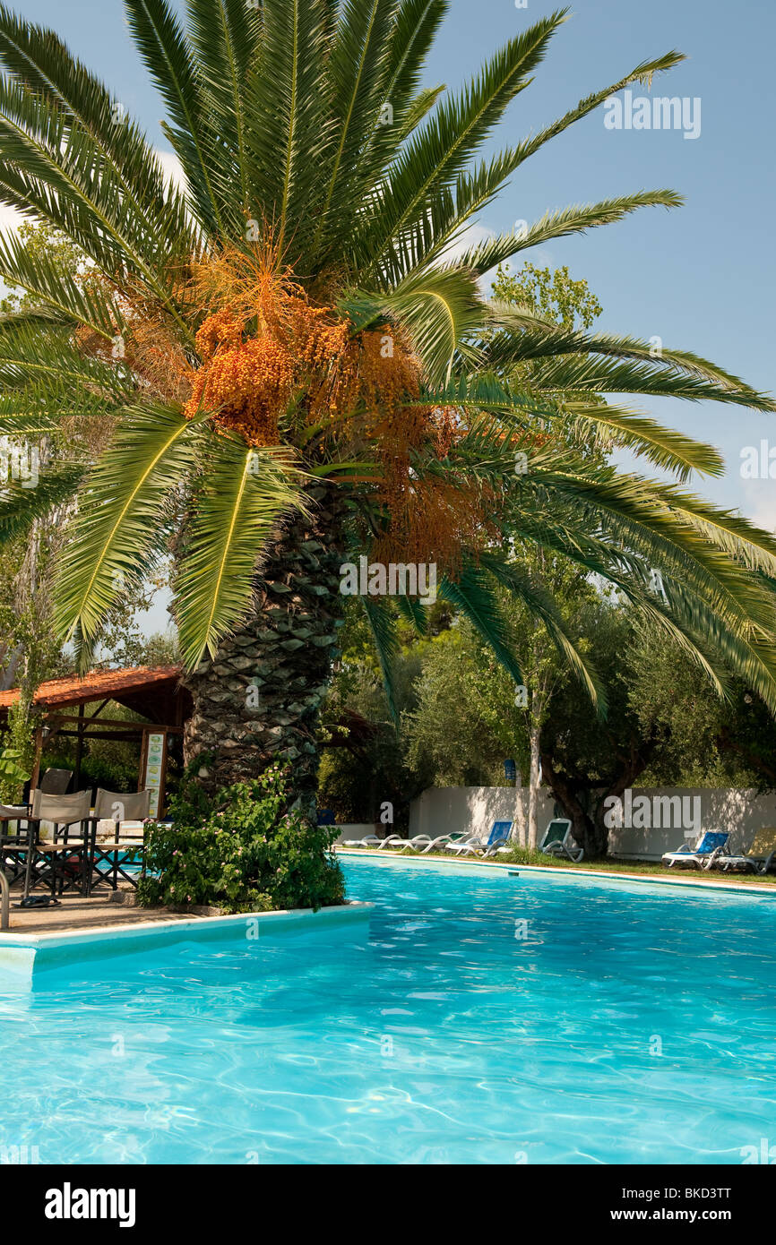 Luxury swimming pool with palm tree from the hotel Stock Photo - Alamy